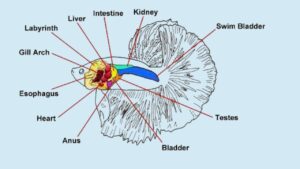 Betta Fish Anatomy: A Beginner’s Guide