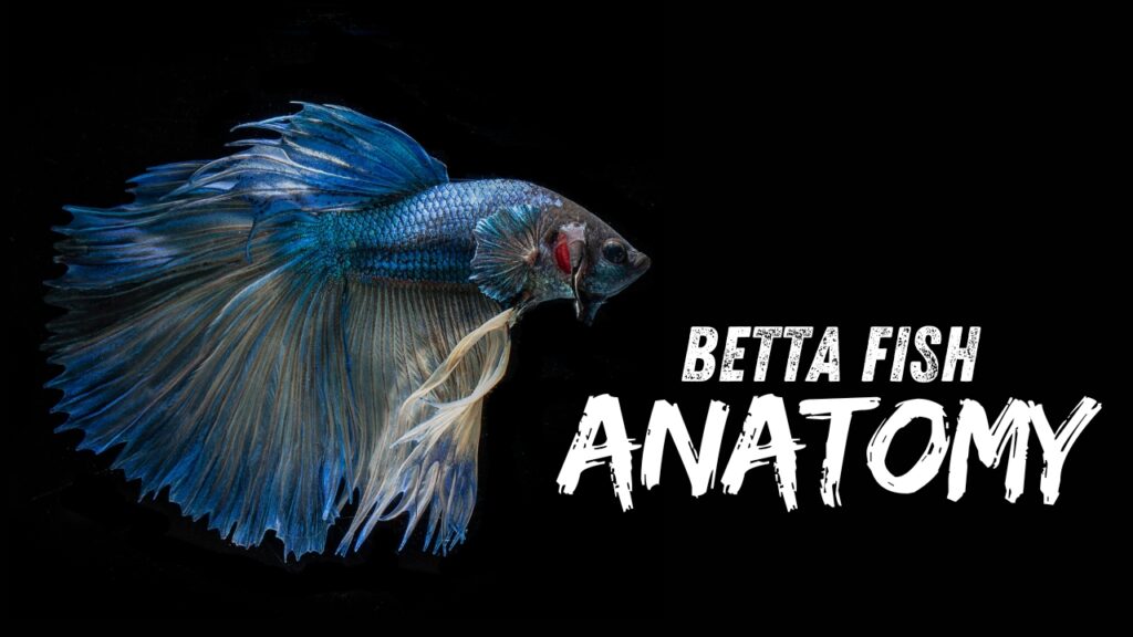 Betta Fish Anatomy: A Beginner’s Guide