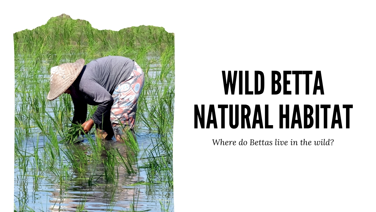 History of Betta Fish: The Origins of Siamese Fighting Fish